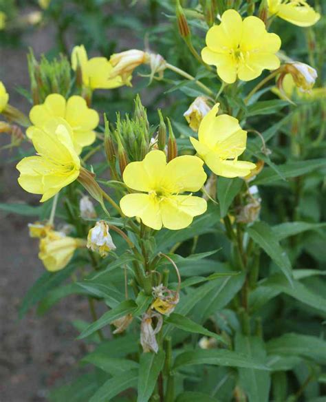 Common Evening Primrose Mountain Meadows