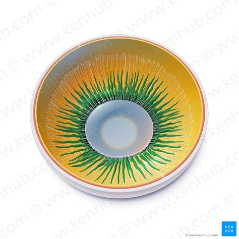 Ciliary Muscle Origin Insertion Innervation Function Kenhub