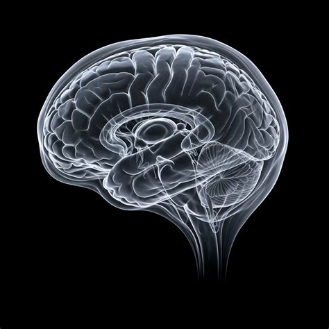 Fmri Analysis • Quantum Zeitgeist