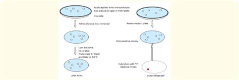 Colony Hybridization Colony Hybridization Is Applied To Dna Released