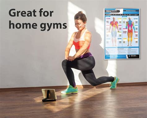 Muscle Groups And Exercises Gym Poster 335 X 24 Laminated With On
