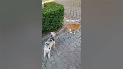 고냥이에게 혼나는 뭉치~강아지뭉치고양이 Youtube