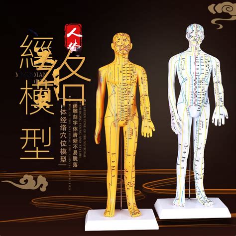 臺灣熱賣刻字超清晰經絡通男女人體模型人體經絡模型中醫銅人針灸穴位模型附蝦皮電子發票tw1912 蝦皮購物