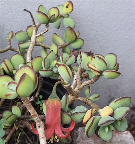 Cotyledon Succulents 25 Varieties You Need To See To Believe