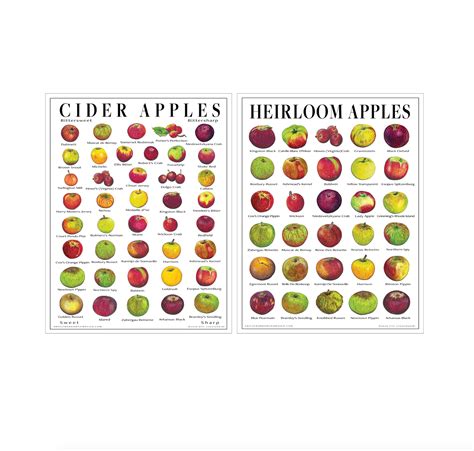 Apple Varieties Chart