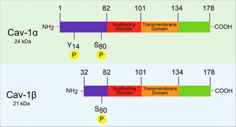 Nh2 Molecular Geometry