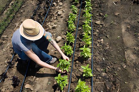 Comment Planter Des Haricots Un Guide Complet Pour Tous Les Types De