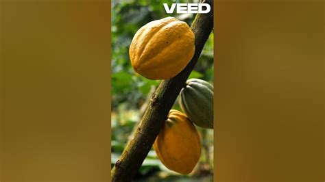 How To Make Cocalatecocoatree Chocalate Youtube