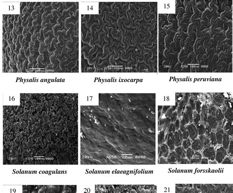 Figure 11 Fruit And Seed Morphology Of Some Species Of