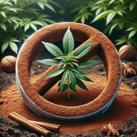 Damping Off In Cannabis Seedlings The Hidden Battle Below The Soil