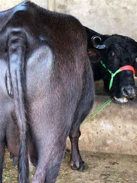 Original Murrah Buffalo At ₹ 85000piece Murrah Buffalo In Gharaunda