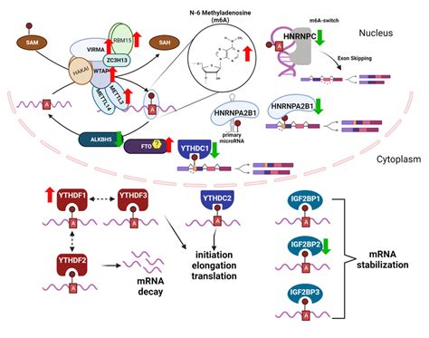 M6a Readers Writers And Erasers Rwe In Nafld Based In Part On [74