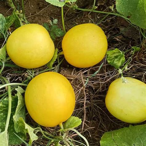 Buy Cucumber Yellow Round Seeds High Yield Native Variety 2 3 Kg Fruits
