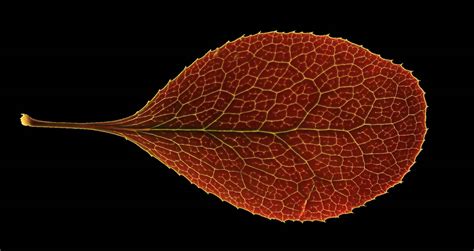 Red Leaf Texture By Hhh316 On Deviantart