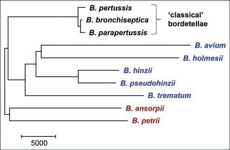 Genotypic And Phenotypic Adaptation Of Pathogens Lesson Fro Current Opinion In Infectious