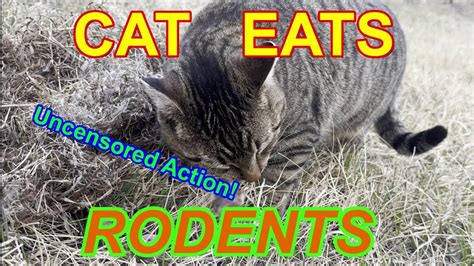Cat Eats Mice Uncensored Youtube