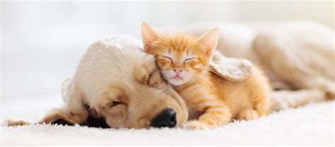 Hund Und Katze Kein Eingespieltes Team Uelzener