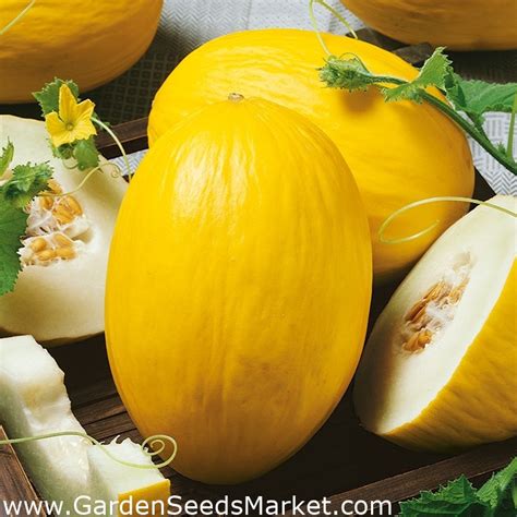 Yellow Canary 2 Honungsmelon En Tidig Gul Oval Söt Och Aromatisk Sort Garden Seeds