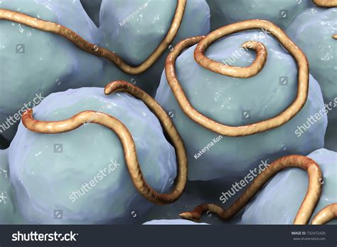 Helminths Nematodes Enterobius Gut Threadworm Which Stock Illustration