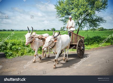 Bullock Cart
