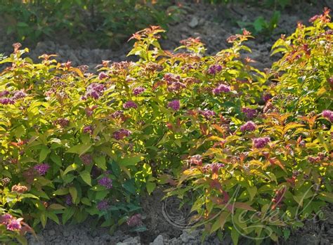Спирея японская (Spiraea japonica `Goldflame`) - Спирея японская ...