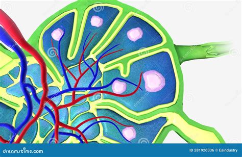 The Lymph Node Cross Section Stock Illustration Illustration Of Maderotherapy Anticellulite