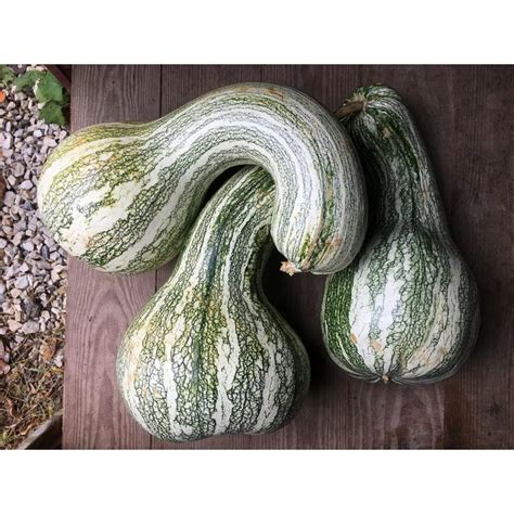 Green Striped Squash