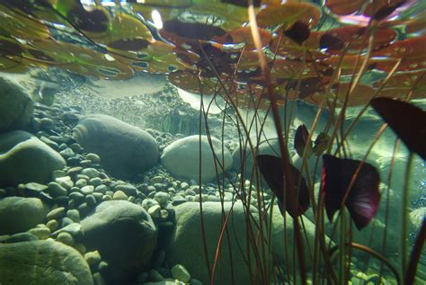 Free Images Plant Photography Sunlight Leaf Underwater Botany