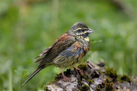 Imágenes De Zigolo Descubre Bancos De Fotos Ilustraciones Vectores Y Vídeos De 79 Adobe Stock
