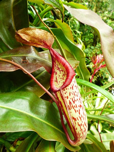 Where To Buy Pitcher Plants In Singapore At Phyllis Fetter Blog
