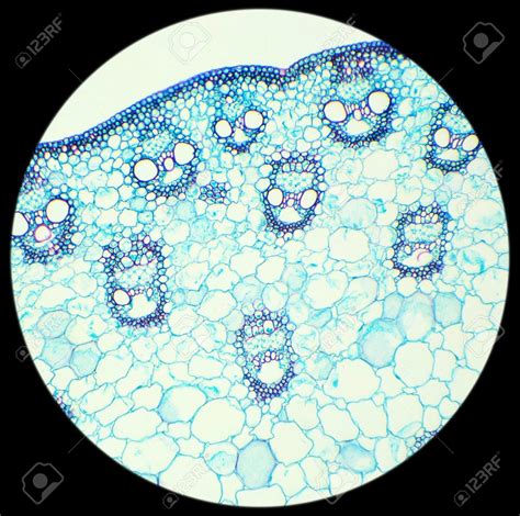 Monocot Stem Cross Section
