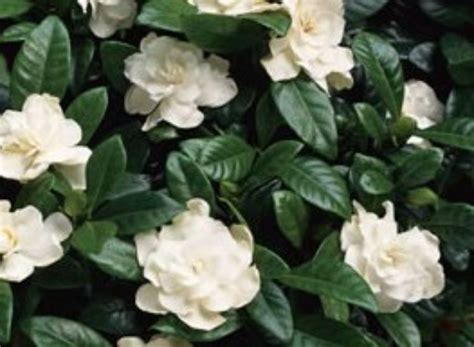 Gardenia Augusta Aimee Yoshiba Garaugay Fragrant Gardenia Awesomeplants