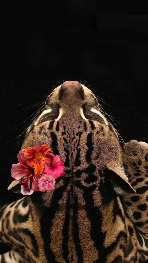 Leopard Hibiscus 🩷 In 2025 Cheetah Print Wallpaper Pretty