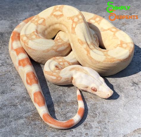 Albino Kahl Boa Constrictor Traits Morphpedia