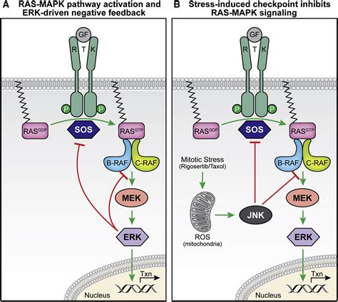 The Rasmapk Axis Gets Stressed Out Molecular Cell