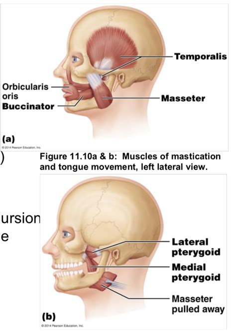 Muscles Mastication Diagram Quizlet