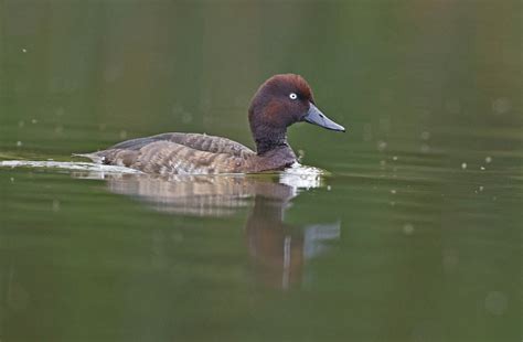 A Decade Of Monitoring The Madagascar Pochard The Peregrine Fund
