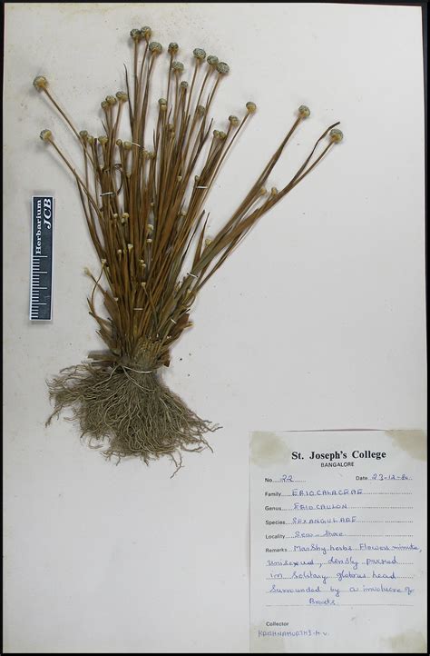 Herbarium Jcb