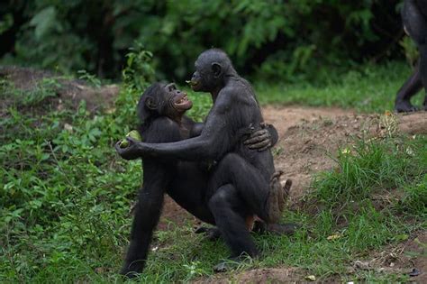 February 14th Is World Bonobo Day