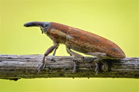 Beetle Insect Weevil Free Photo On Pixabay