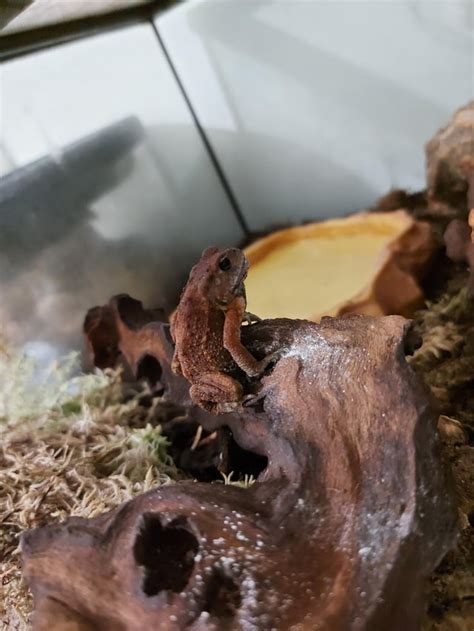 Bongwater My Miyako Toad Toads