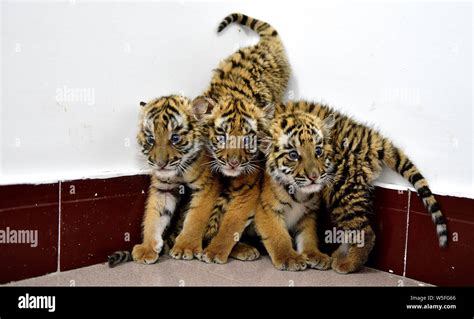 Three Of The Six South China Tiger Cubs Are Seen During Their Public