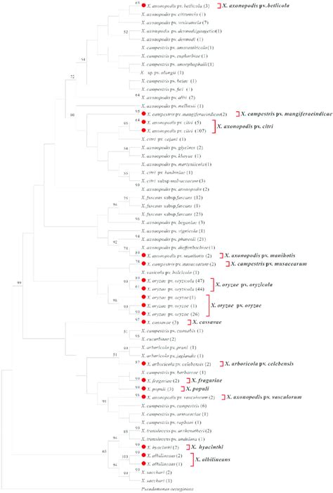 Neighbor Joining Tree Based On Cpn60 Bootstrap Values 50 Are Shown