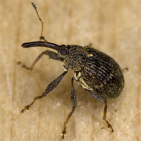 Weevil 0734 Anthonomus Eugenii Bugguide Net
