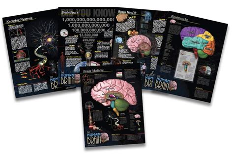 Buy Jaguar Educational The Human Brain Poster Series Set Of 5