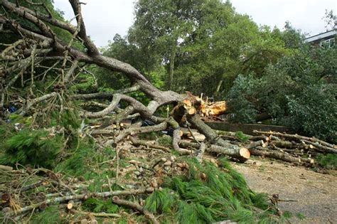 Tree Removal Services Near Me Get A Quote
