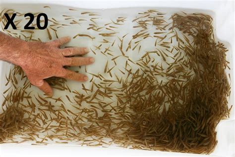 Feeder Fish Gudgeons X20 Hookd On Fish Aquarium