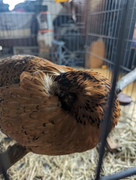 Sleepy Chicky Rpatchesthechicken