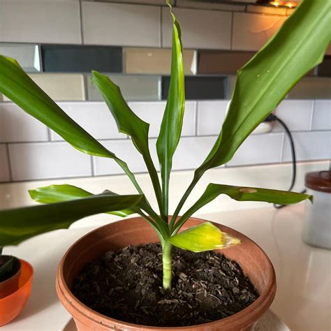 🌽 What To Do About Black Spots On Your Corn Plant