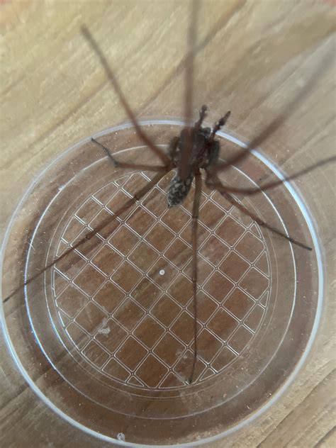 I Caught This Spider And Was Wondering If This Is A Wolf Spider I